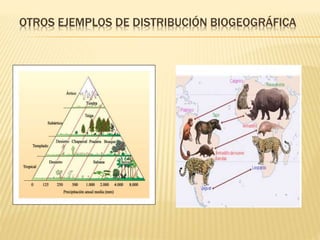 Ejemplos De Biogeografía