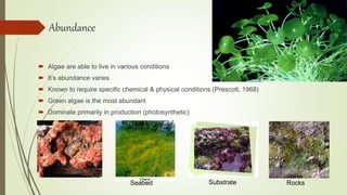 Distribution and abundance of algae | PPTX