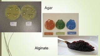 Distribution and abundance of algae | PPTX