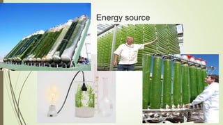 Distribution and abundance of algae | PPTX