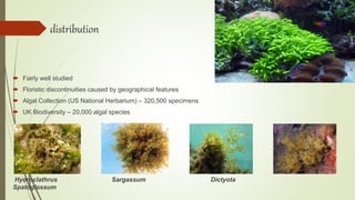 Distribution and abundance of algae | PPTX