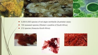 Distribution and abundance of algae | PPTX