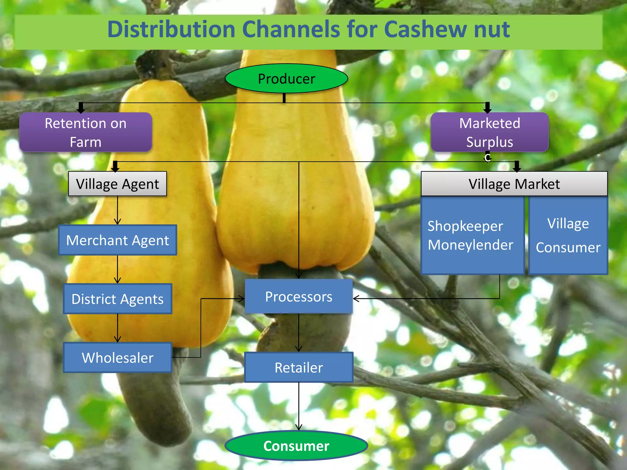 Distribution channels involved in agribusiness | PPTX
