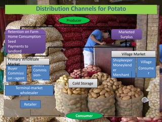 Distribution channels involved in agribusiness | PPTX