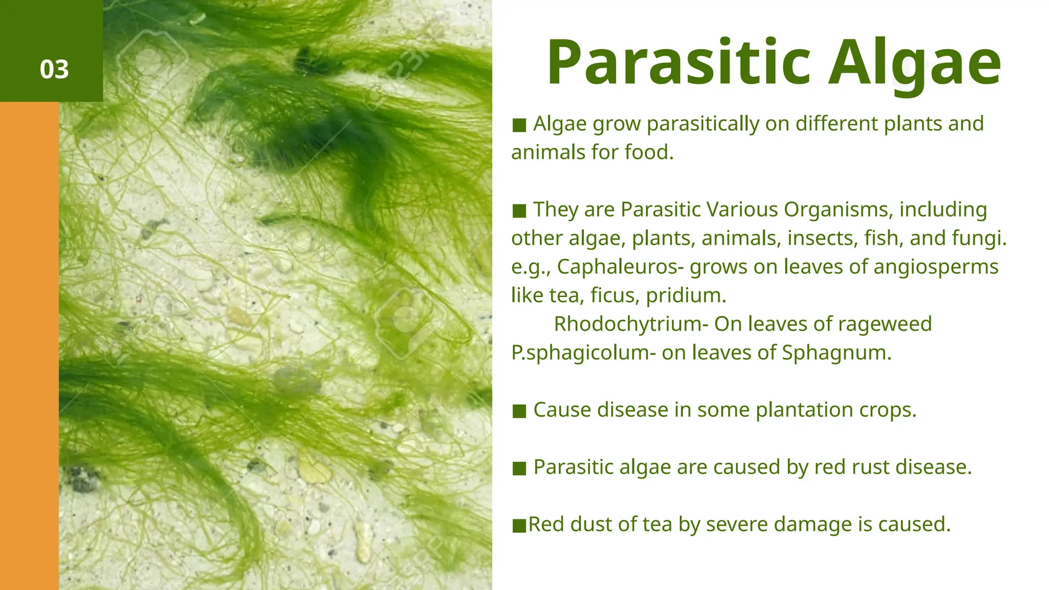Distribution of Algae_20240910_051943_0000.pptx