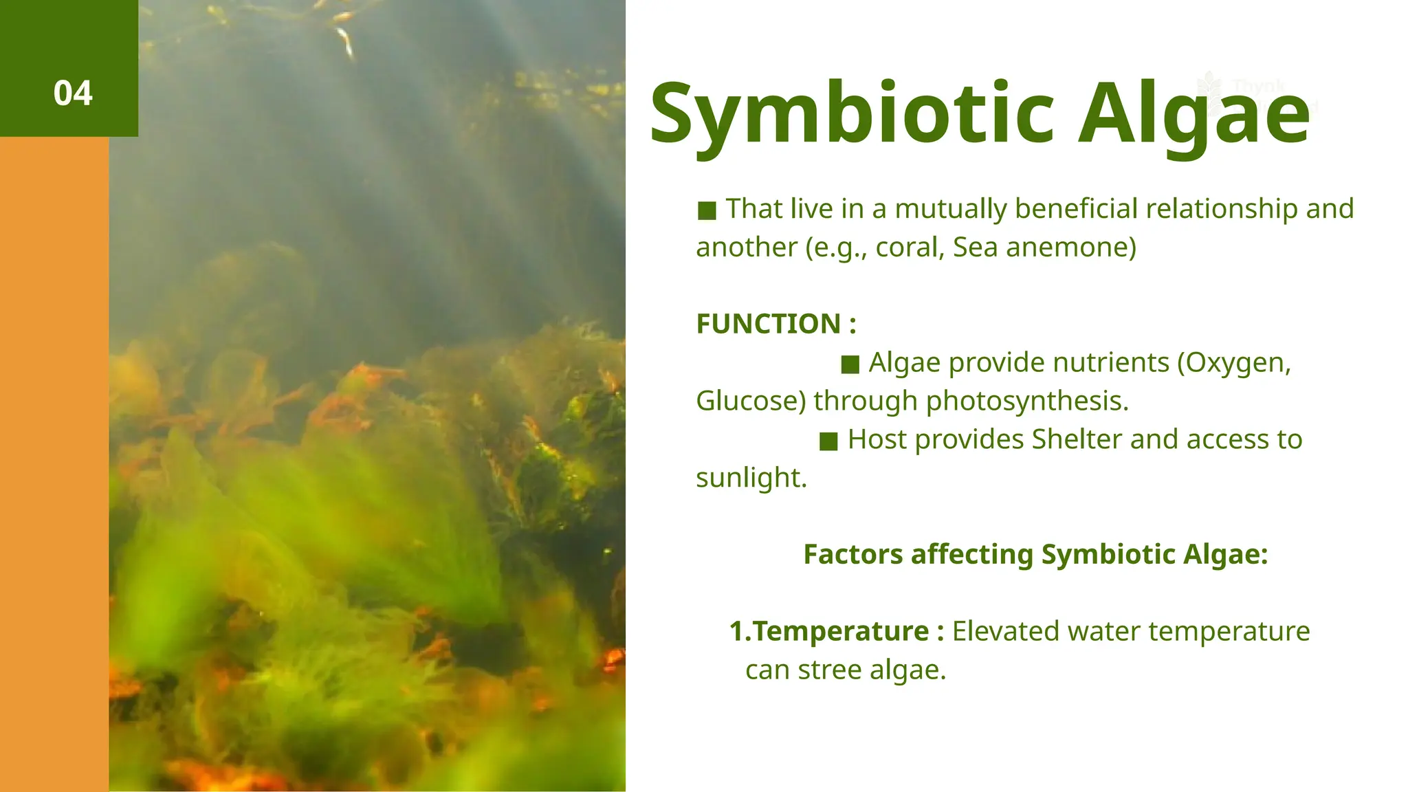 Distribution of Algae_20240910_051943_0000.pptx