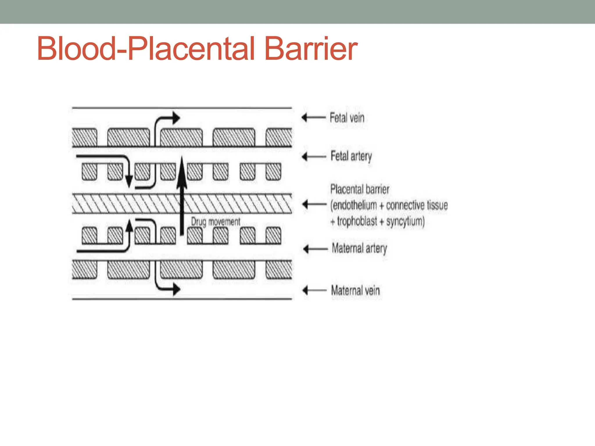 Distribution of Drugs and physiological barriers .pptx