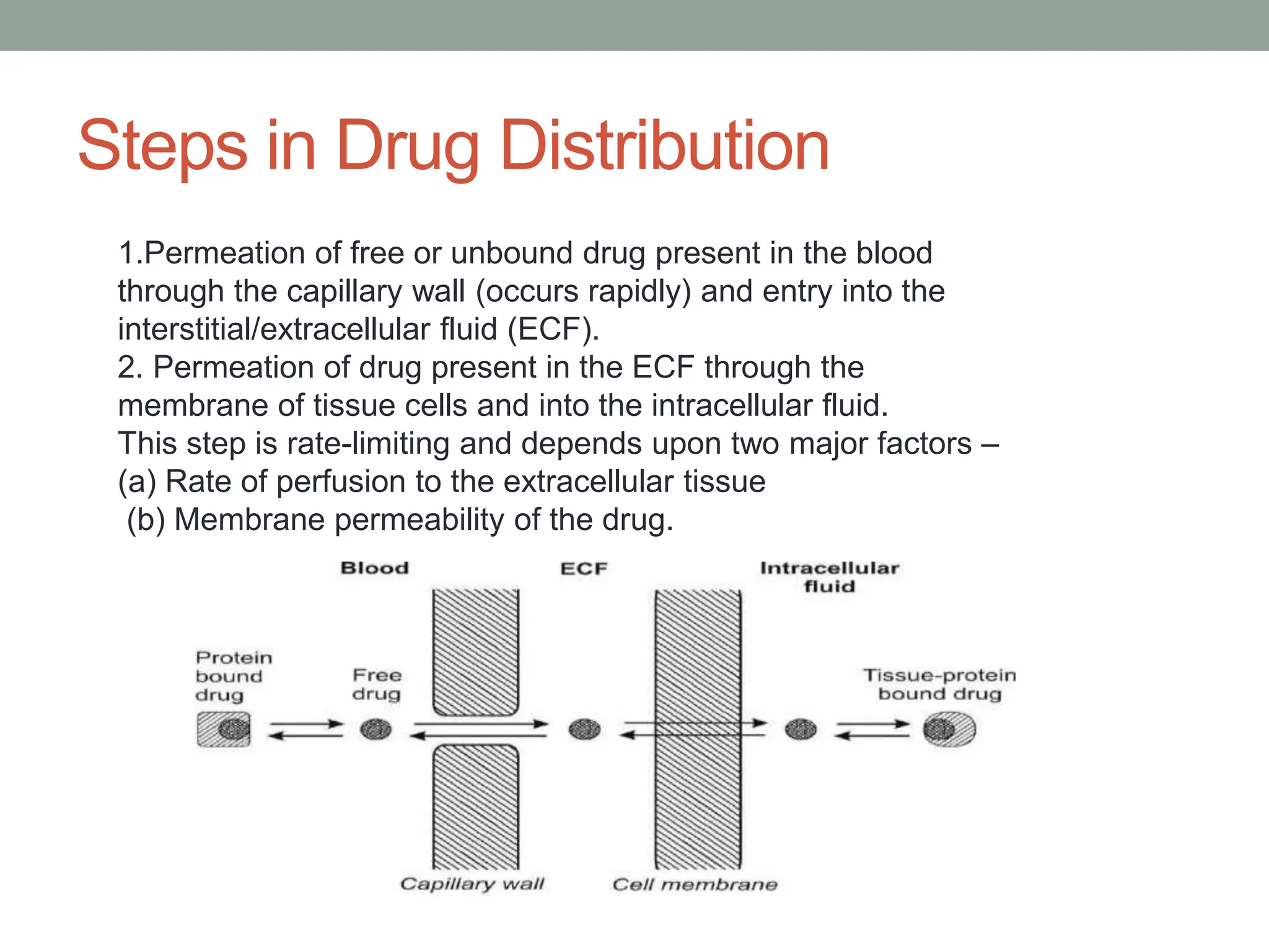 Distribution of Drugs and physiological barriers .pptx