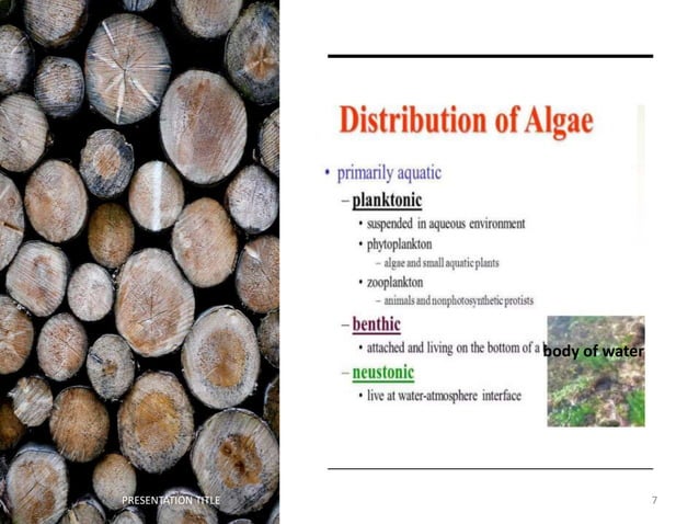 Distribution of Economically Important Algae in India | PPTX ...
