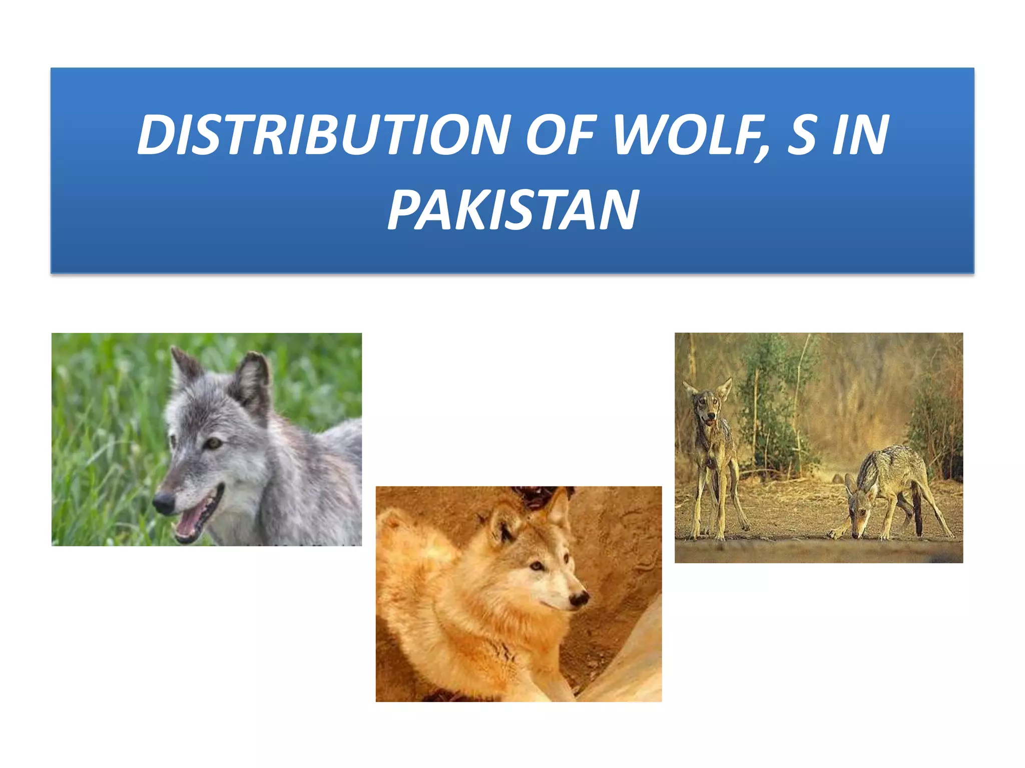 Distribution of wolf' | PPTX