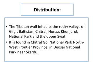 Distribution of wolf' | PPTX