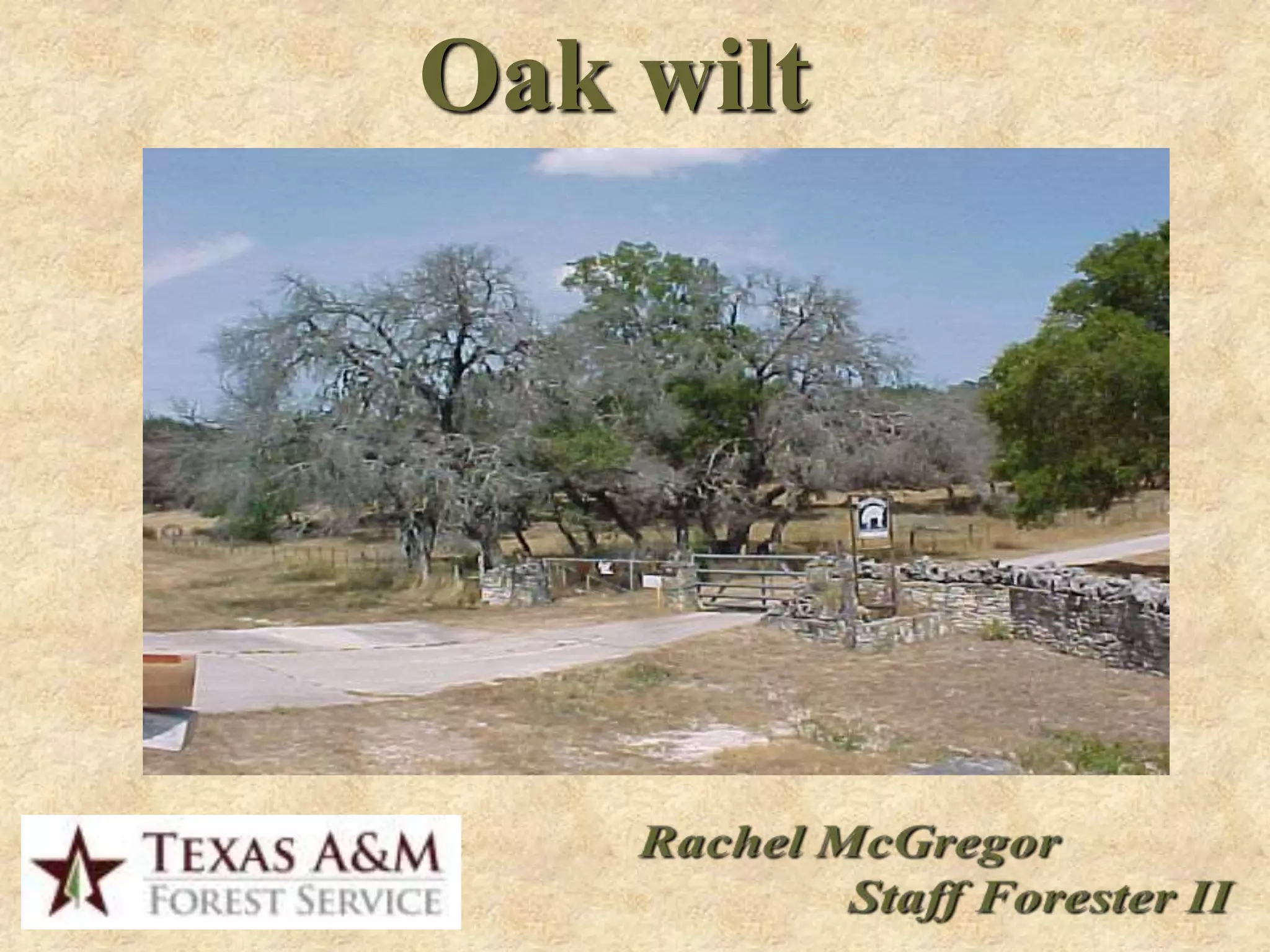 Oak Wilt - Rachel McGregor | PPT