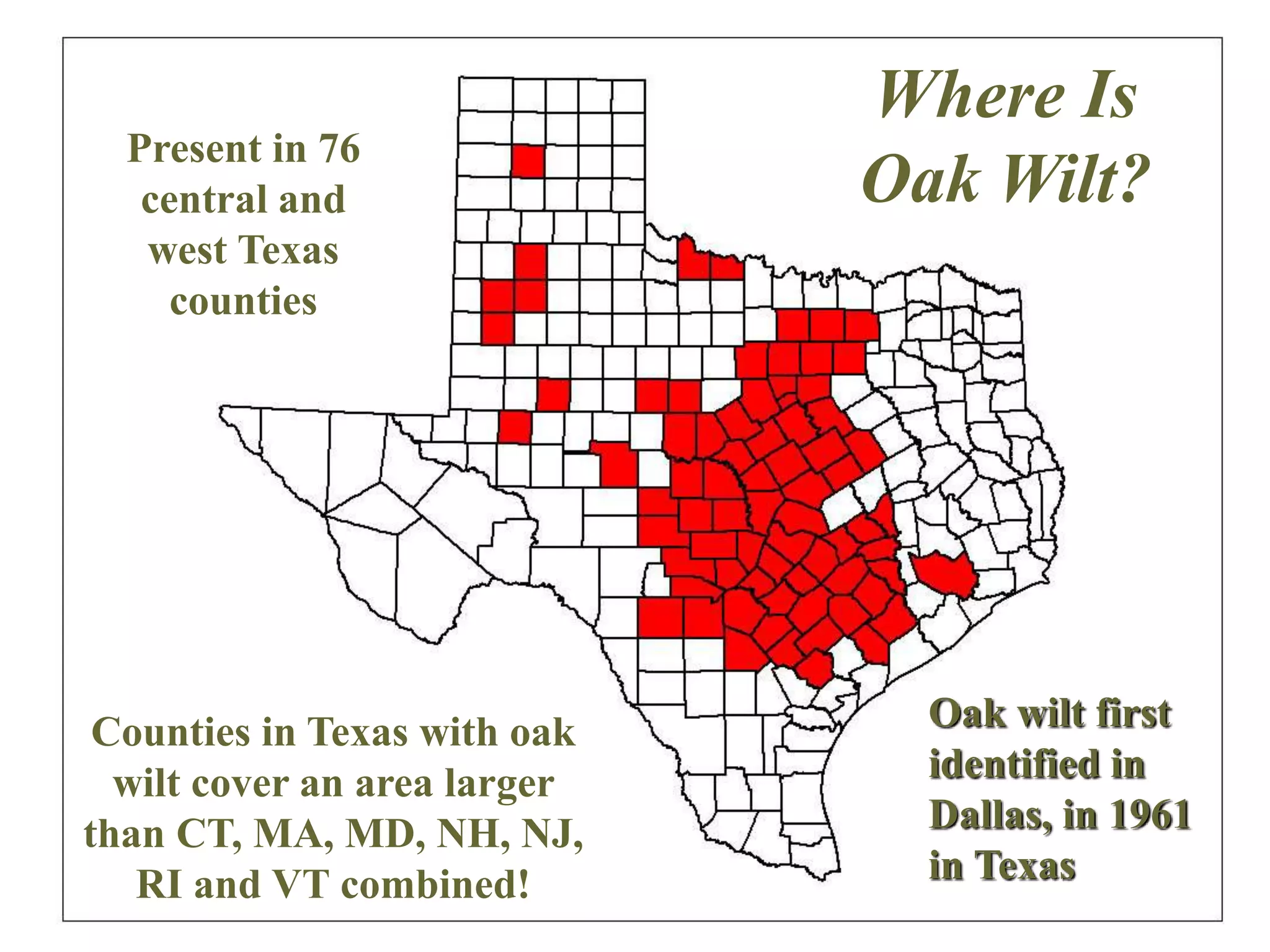 Oak Wilt - Rachel McGregor | PPT
