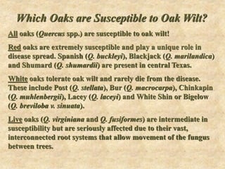 Oak Wilt - Rachel McGregor | PPT