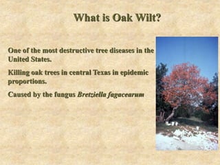 Oak Wilt - Rachel McGregor | PPT