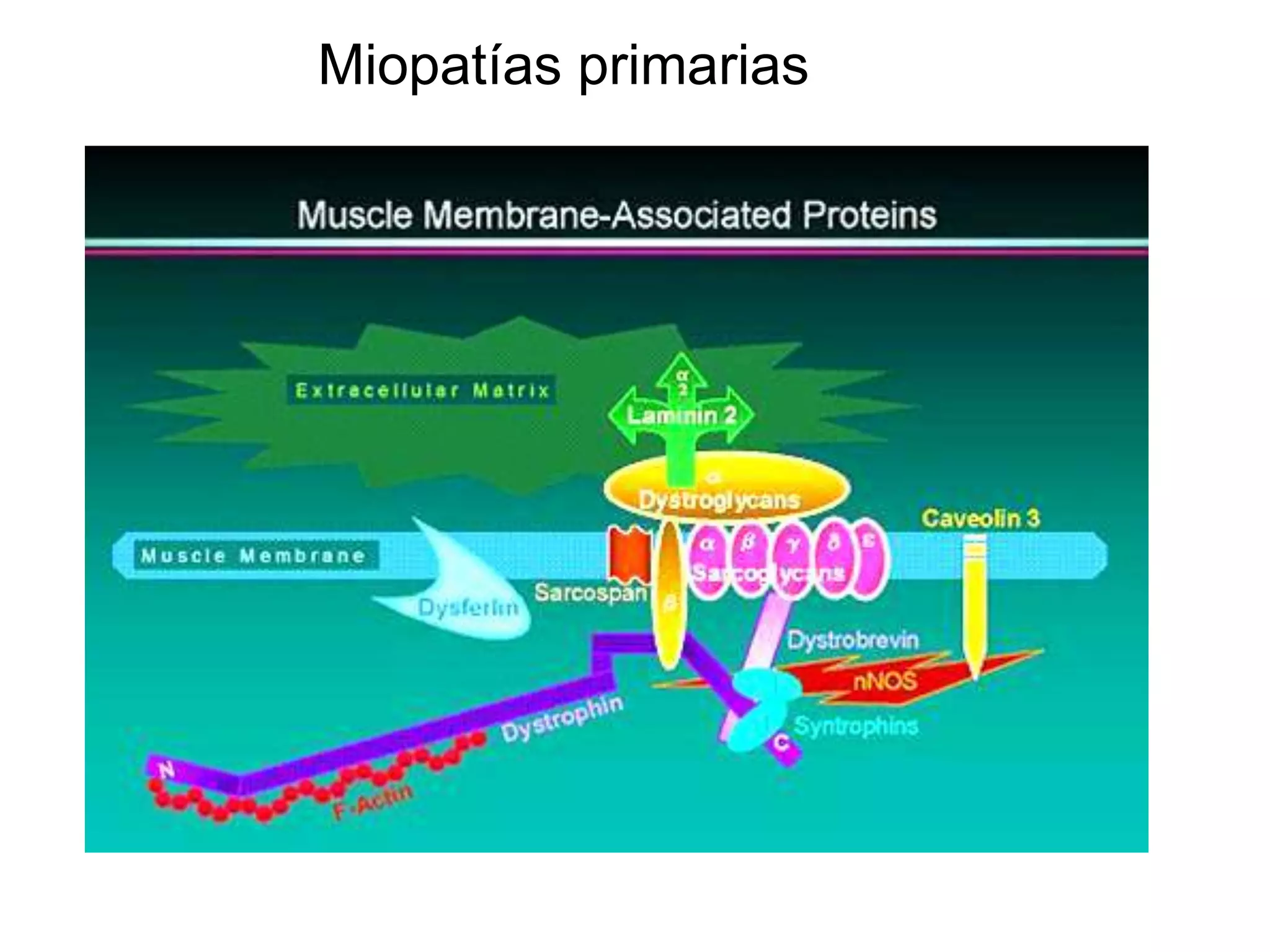 Distrofias Musculares: Aspectos clínicos y de patogenia | PPTX