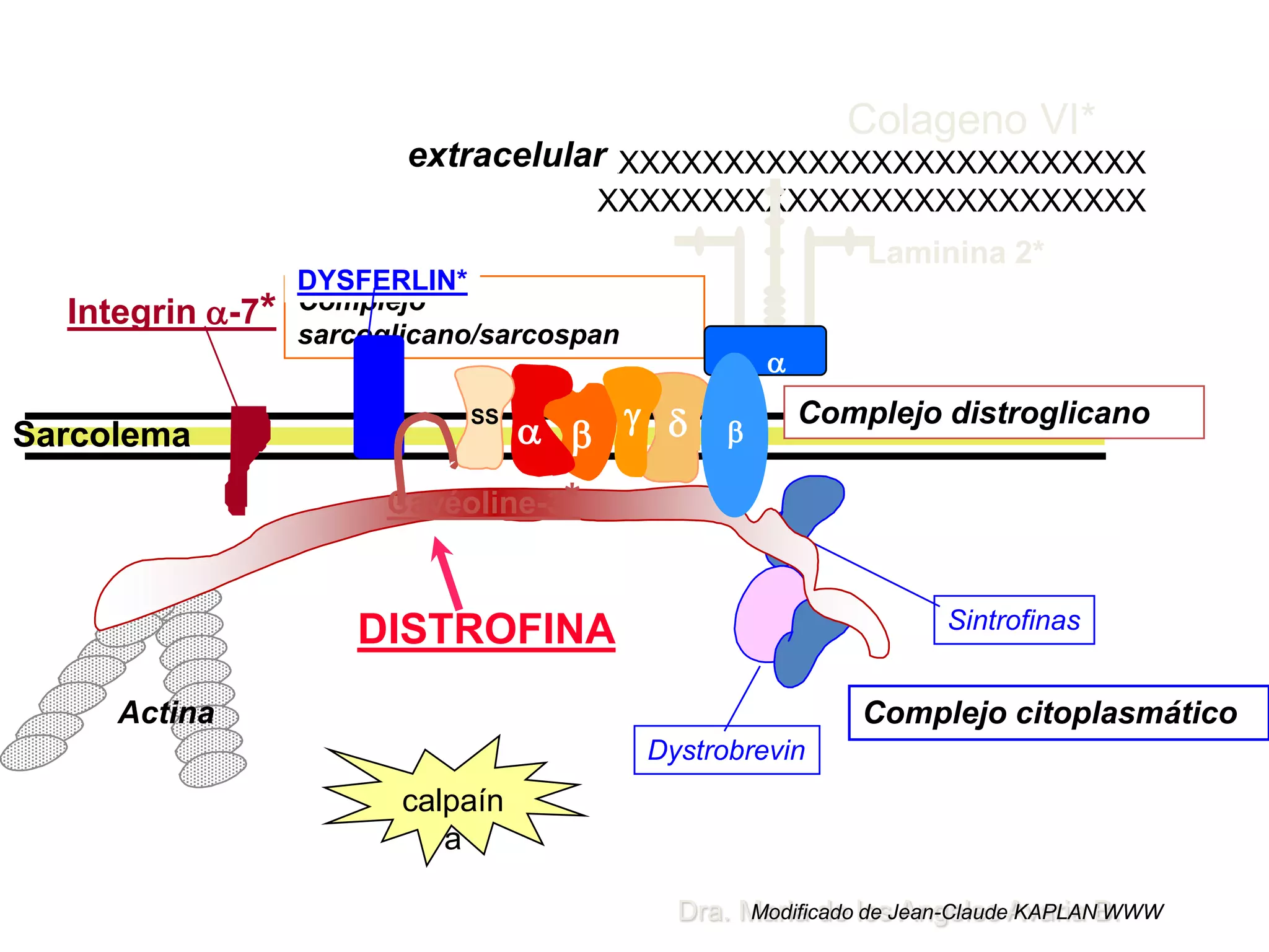 Distrofias Musculares: Aspectos clínicos y de patogenia | PPTX