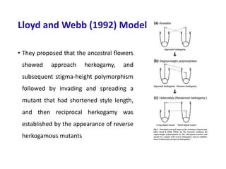 Distyly- Genetics of Distyly in plants | PPTX