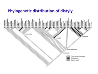 Distyly- Genetics of Distyly in plants | PPTX