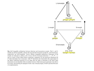 Distyly- Genetics of Distyly in plants | PPTX