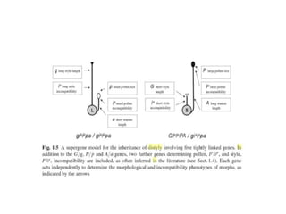 Distyly- Genetics of Distyly in plants | PPTX