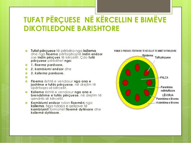 Kercelli I Bimeve