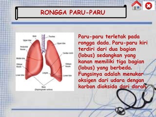 Pernapasan pada manusia | PPTX