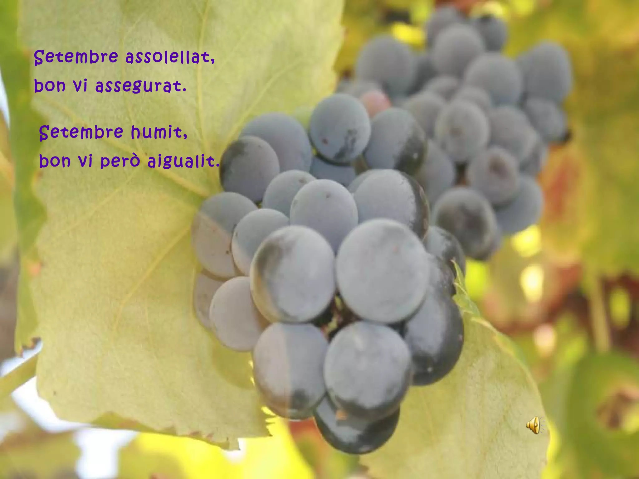 Dites i endevinalles | PPT