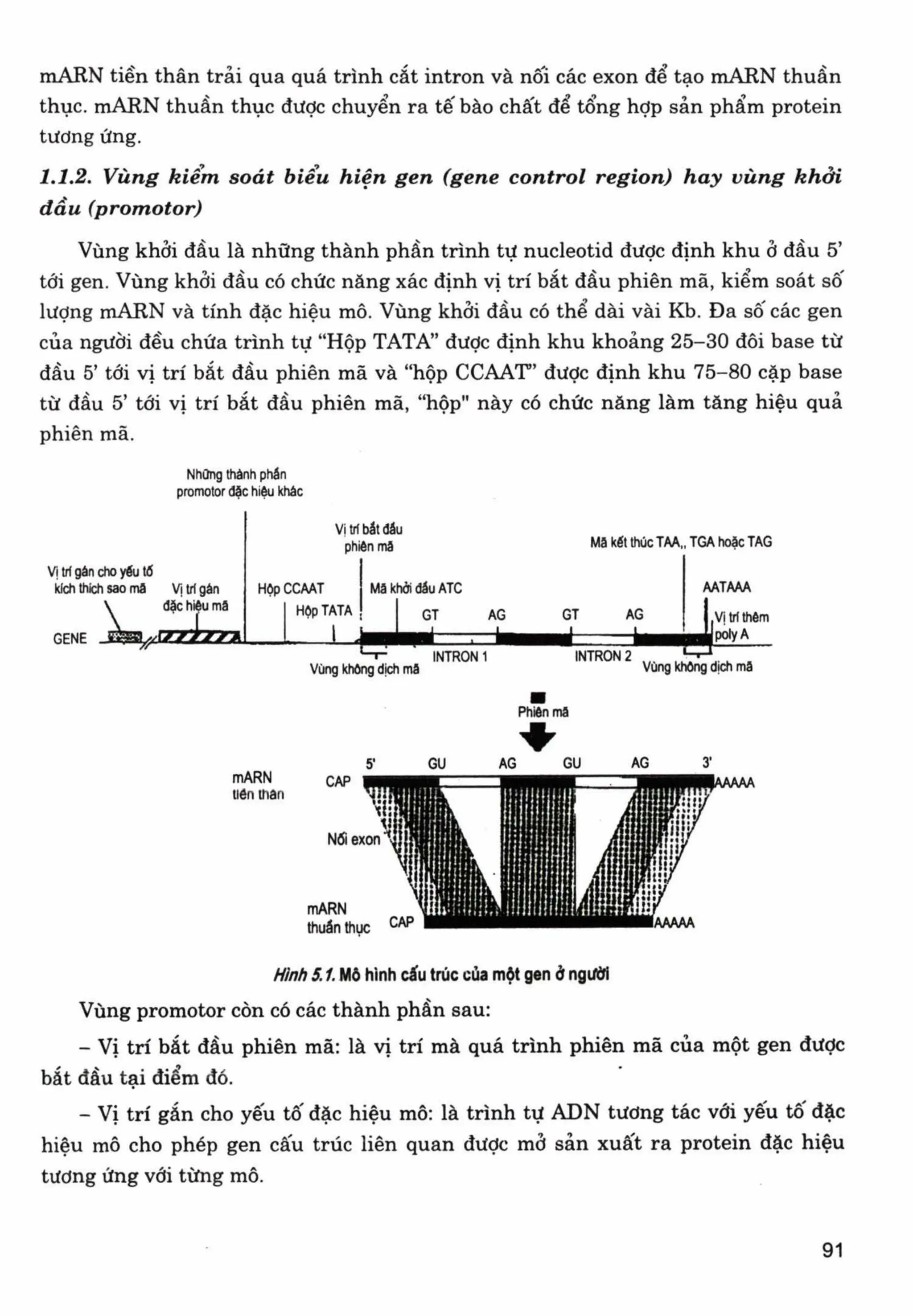 Sách giáo khoa di truyền y học YHN rất hay nha các bạn | PDF
