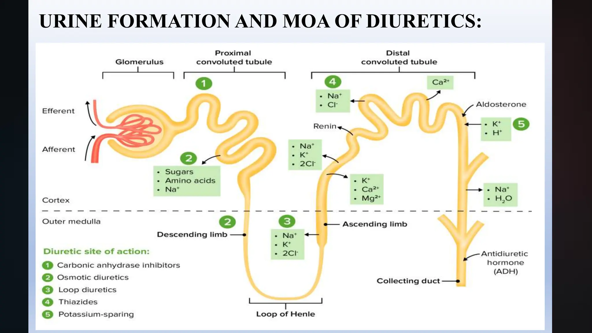 DIURETIC DRUGS MEDICINAL CHEMISTRY .pptx