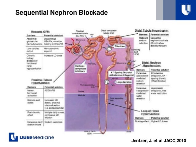 Diuretic strategies in AHF : dose dose matter