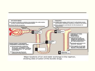Diuretic drugs.classification with mechanism | PPTX