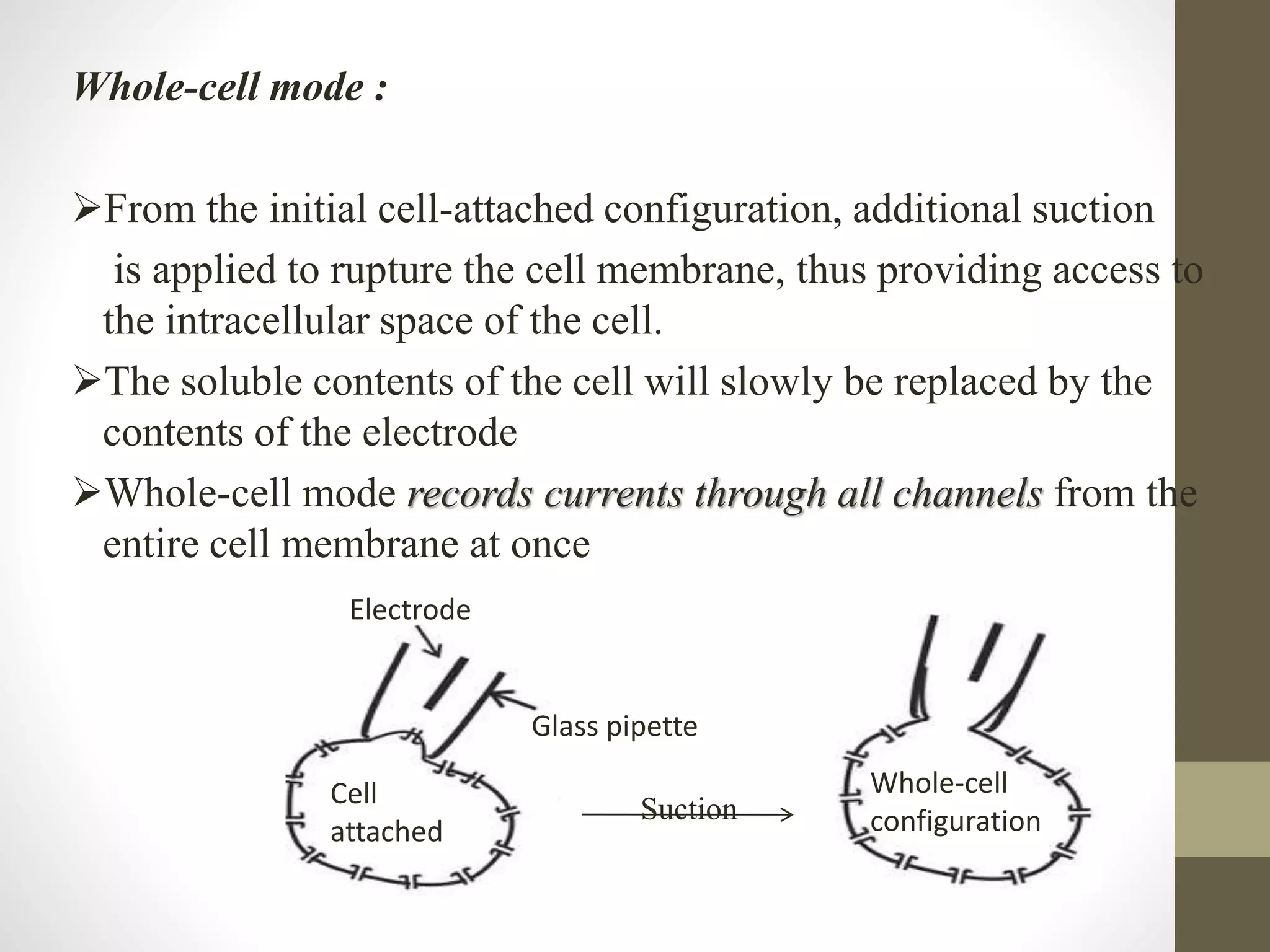Diuretics screening models | PPTX