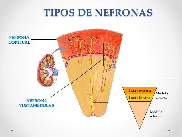 Sistema Renal y Farmacología Renal