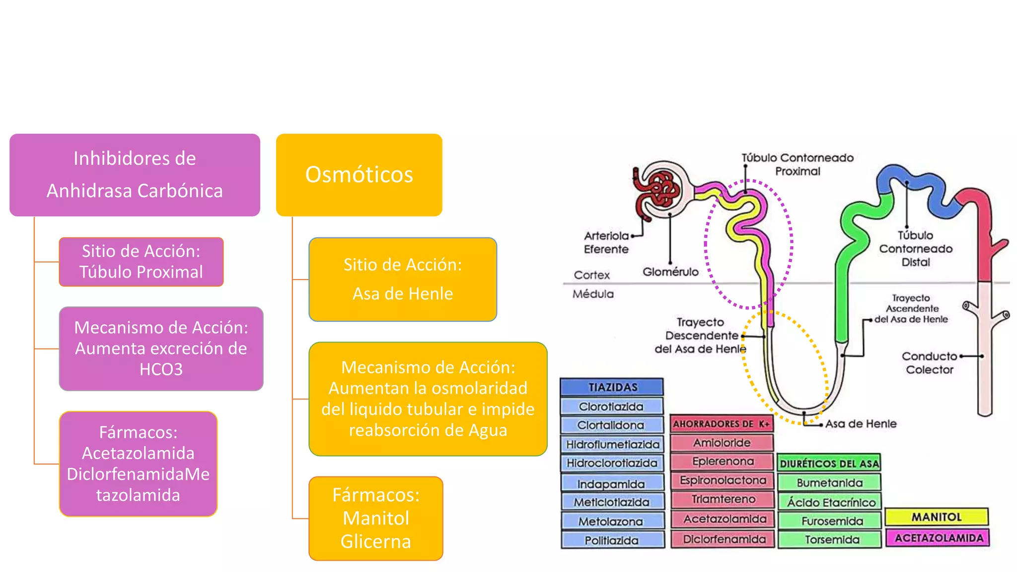 Diureticos.pptx