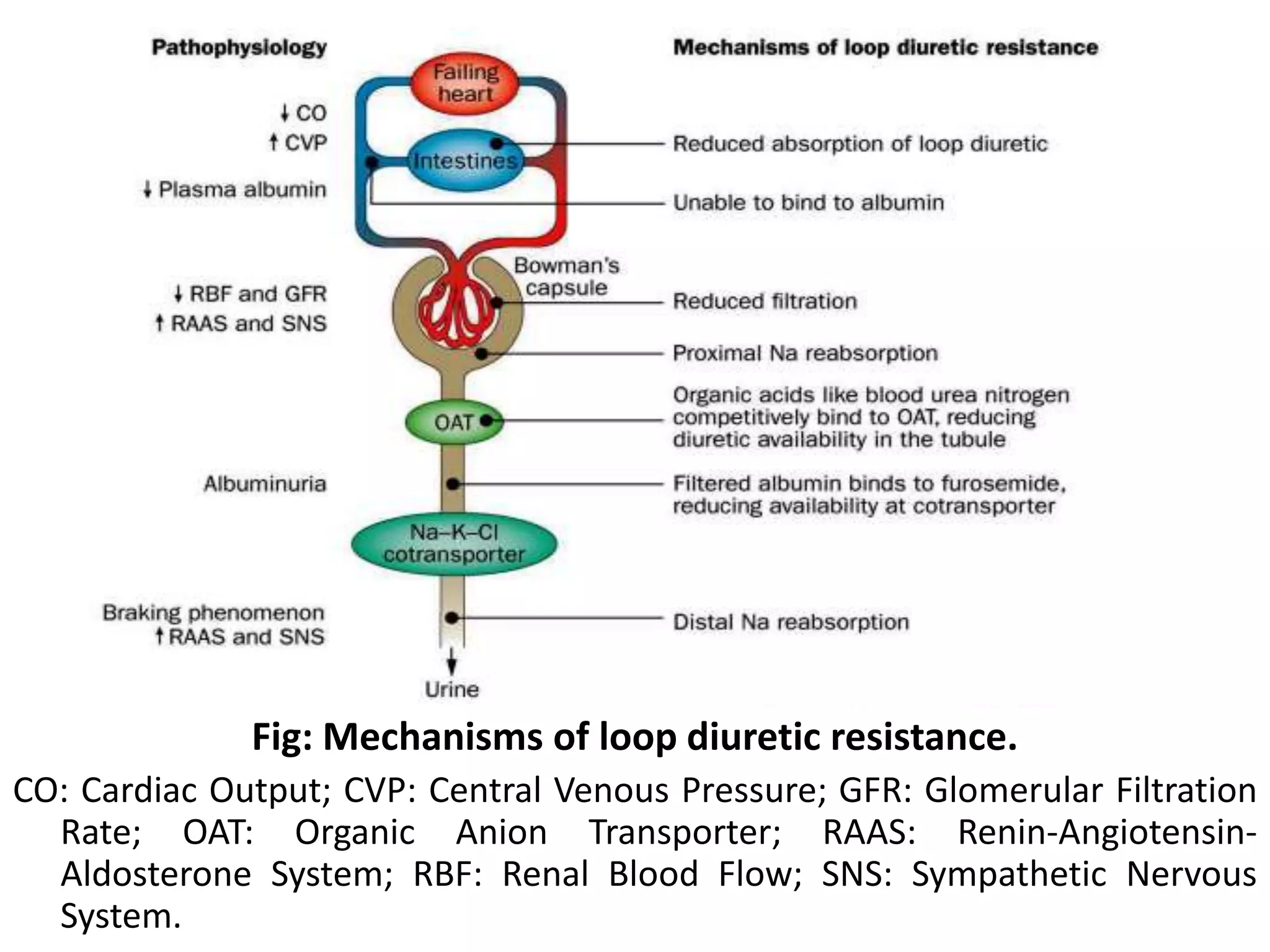 Diuretic resistance- Pharmacology | PPTX