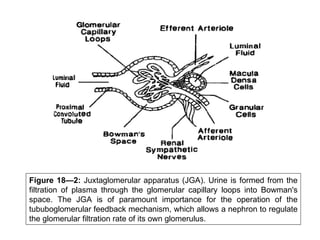 Diuretics | PPT