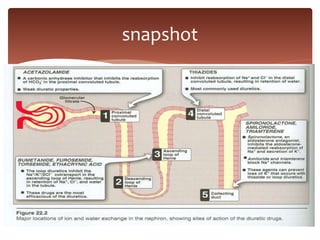Diuretics | PPT