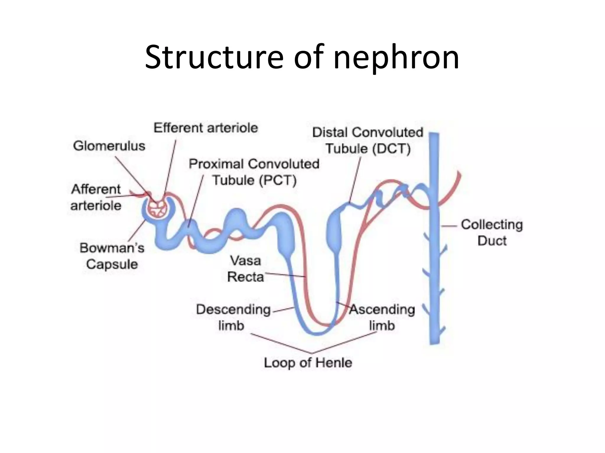 Diuretics | PDF | Chemistry | Science