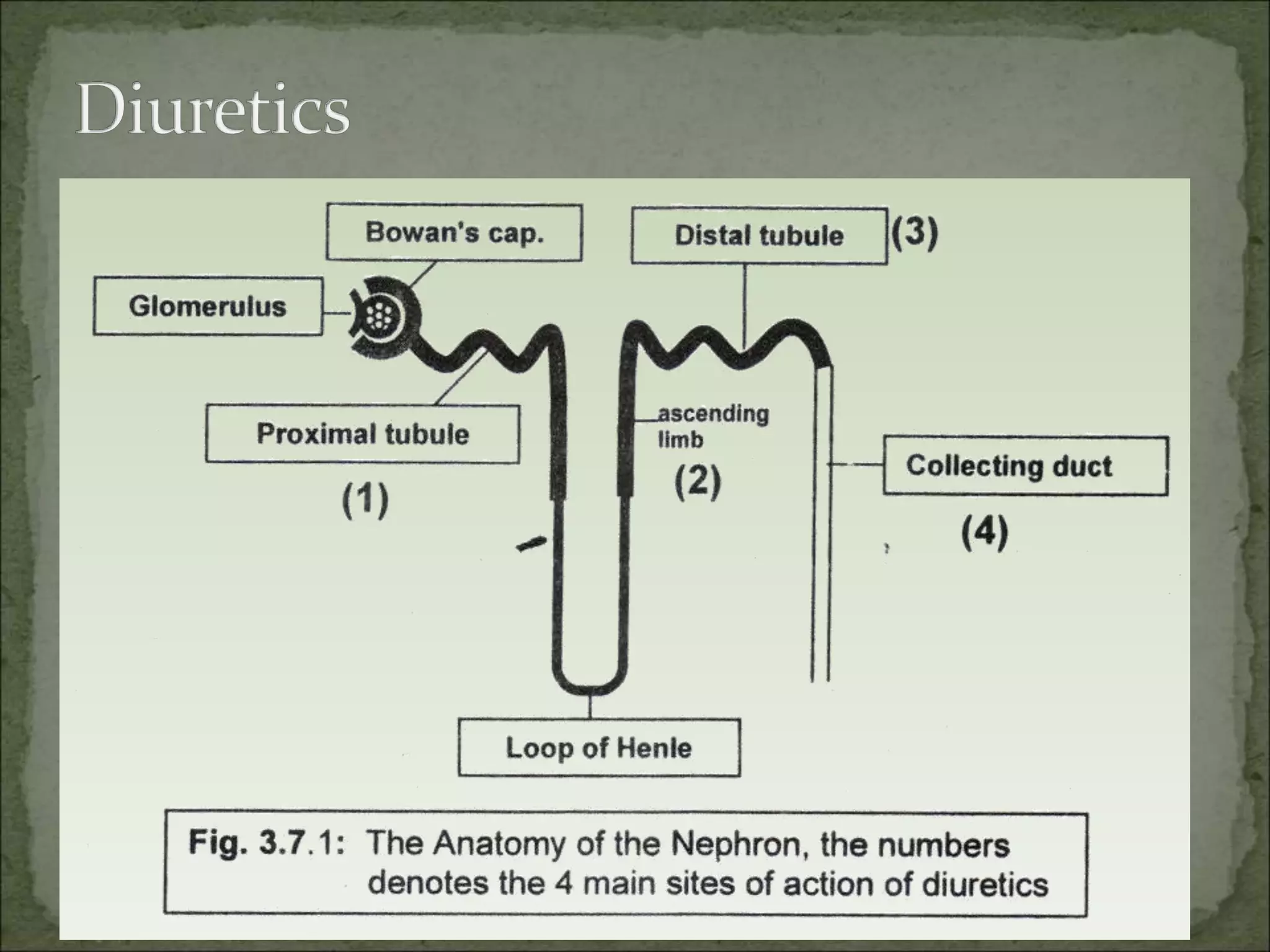 Diuretics | PPT