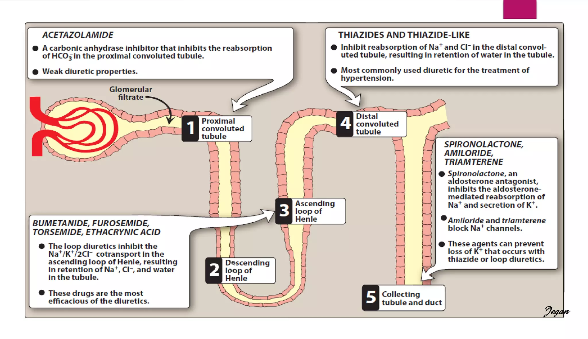Drugs used as Diuretics | PDF