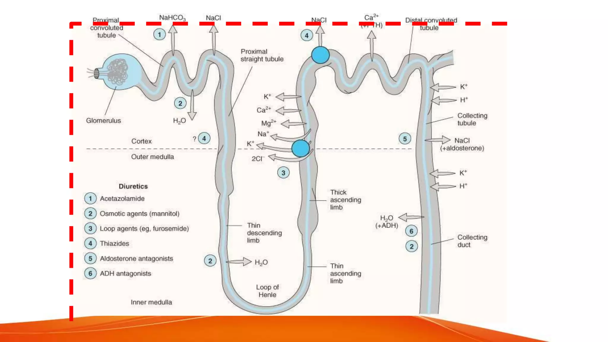 Diuretics | Definition | Mechanism of Action | Classes of Drugs | PPTX