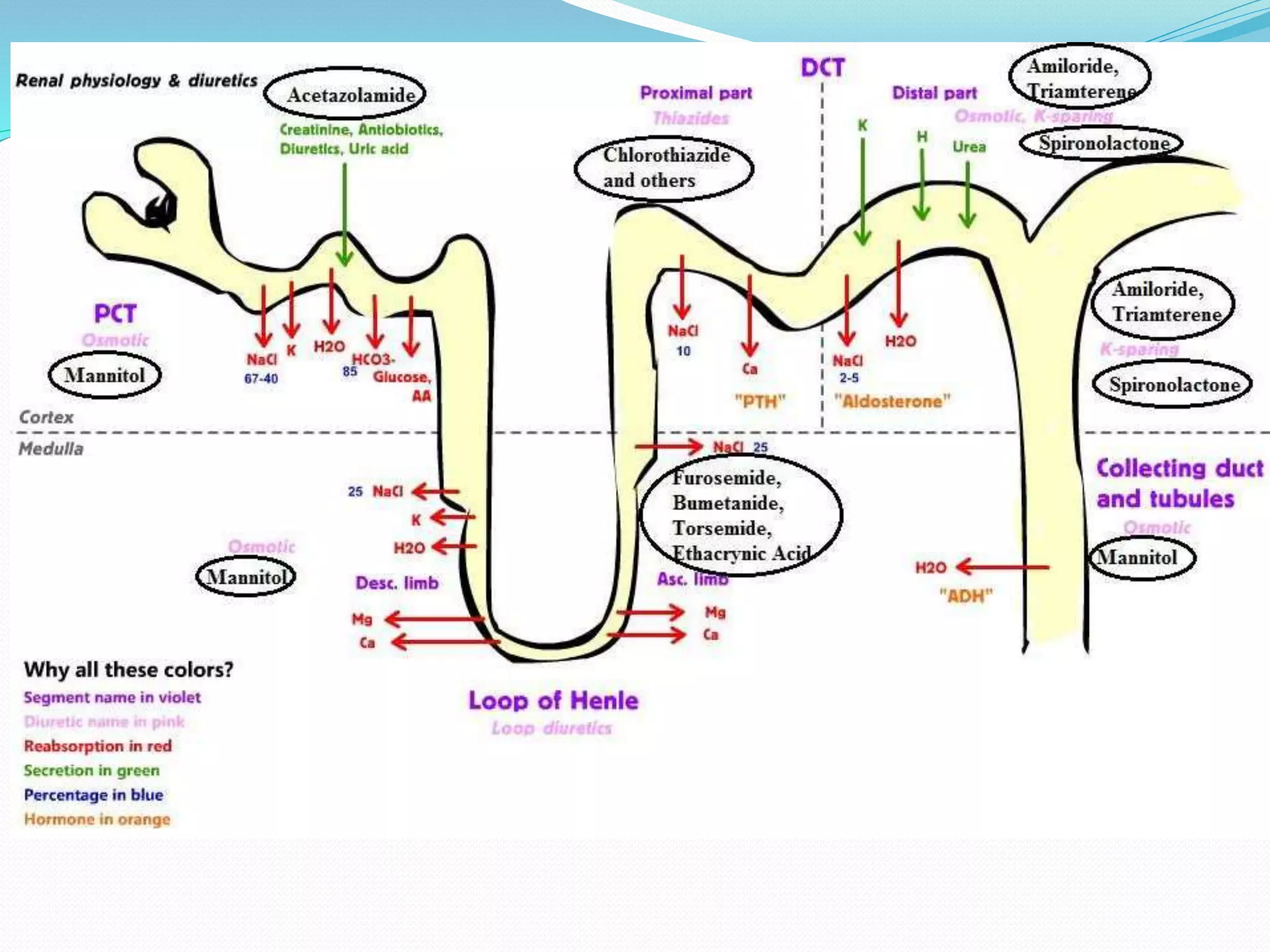 Diuretics | PPTX | Chemistry | Science