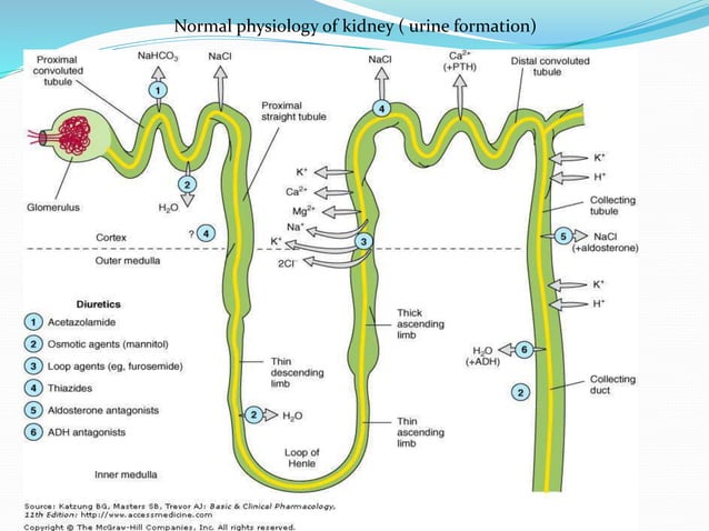 Diuretics | PPT