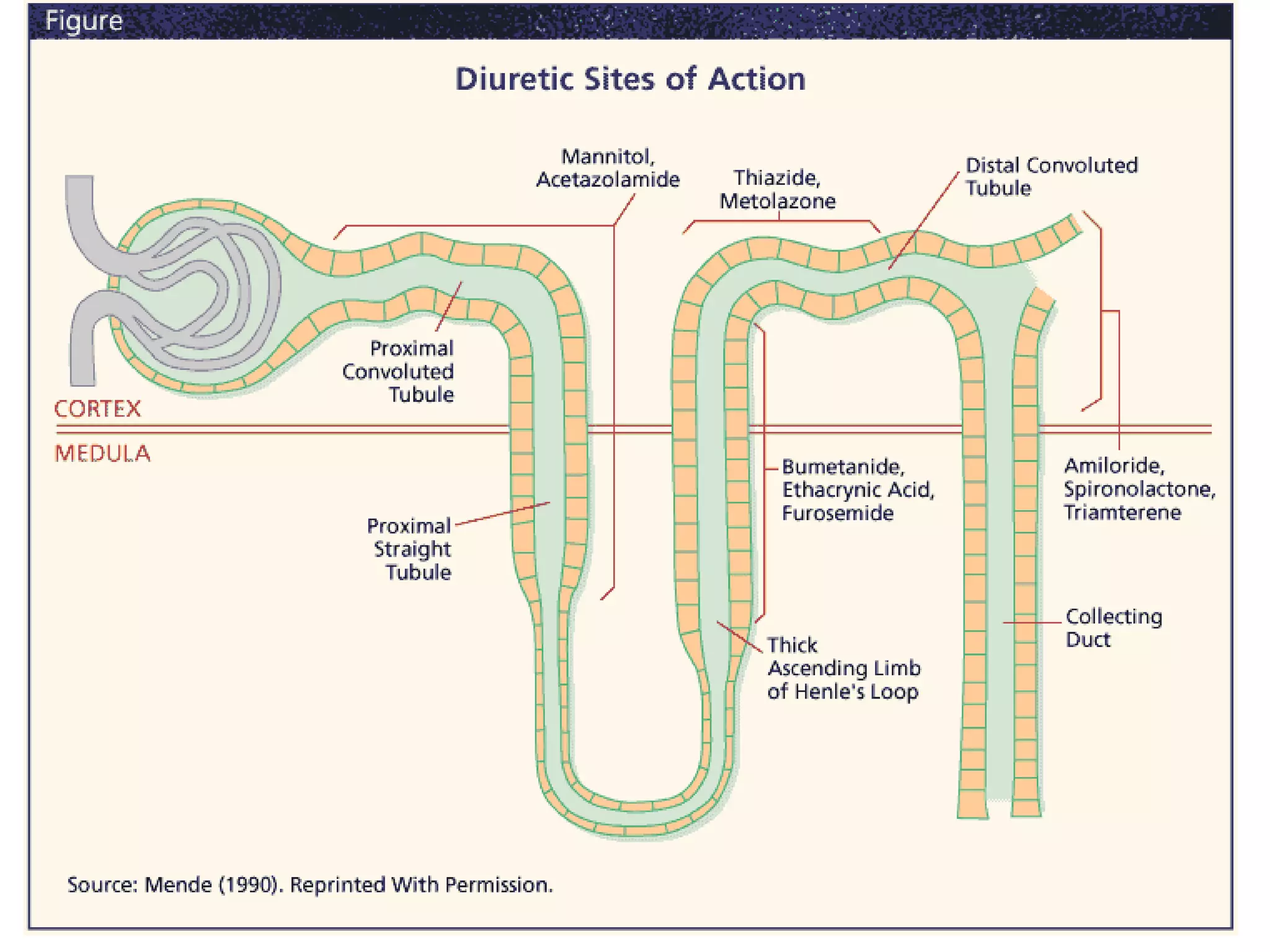 Diuretics | PPT
