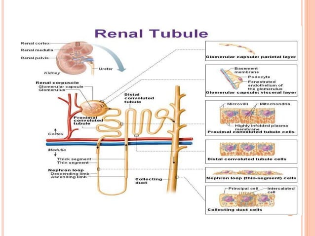Diuretics | PPTX