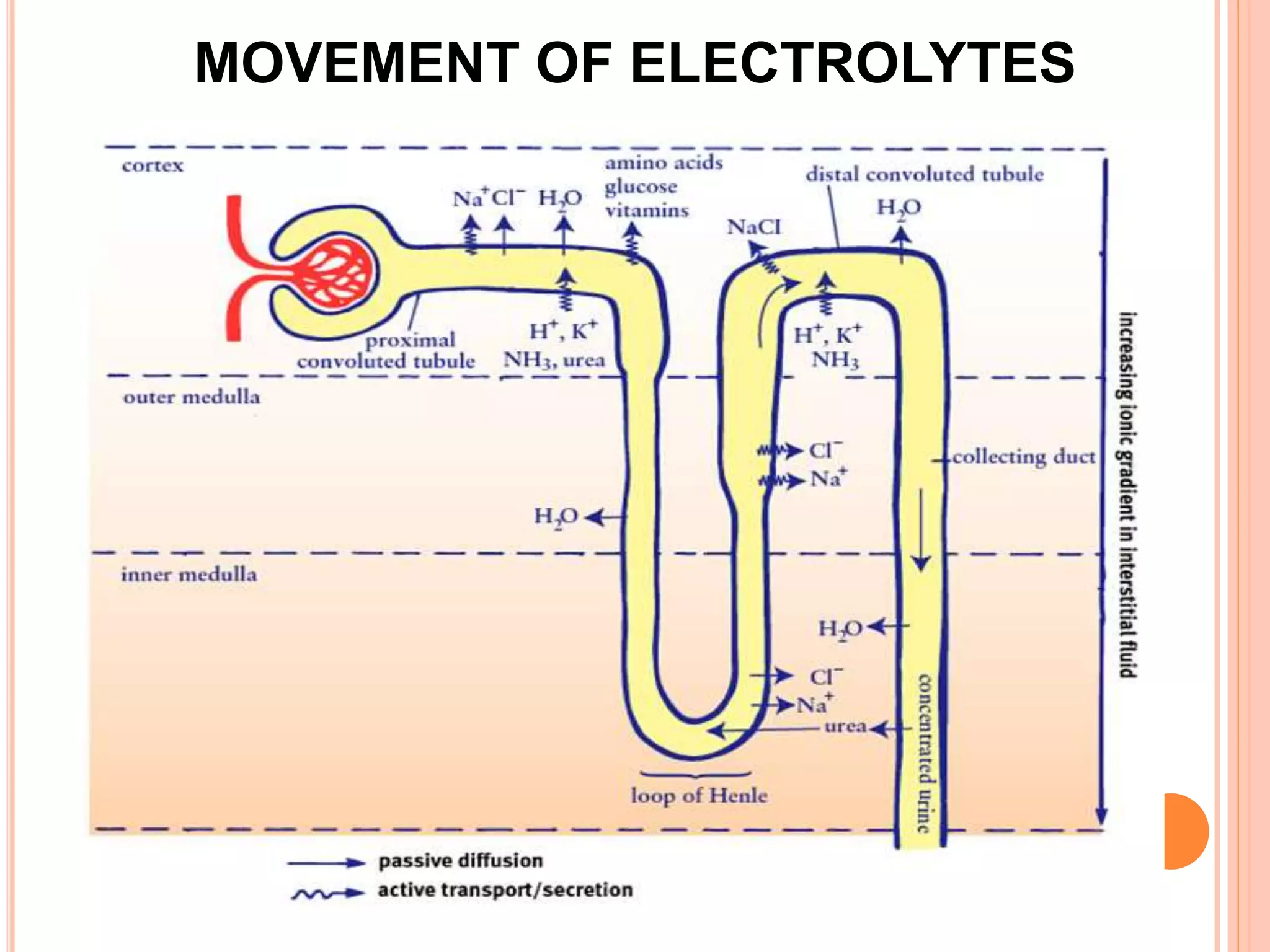 Diuretics | PPTX
