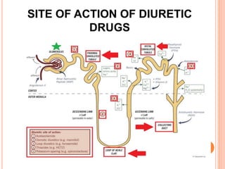 Diuretics | PPTX