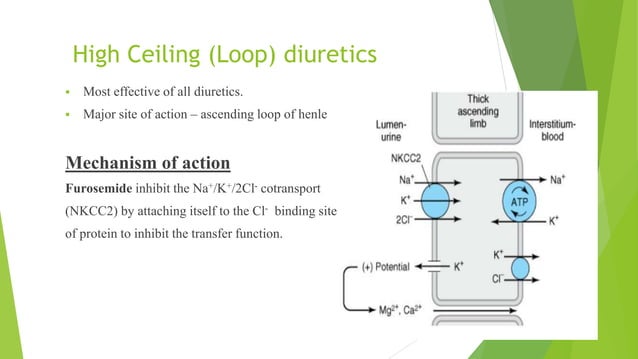 Diuretics | PPT | Free Download