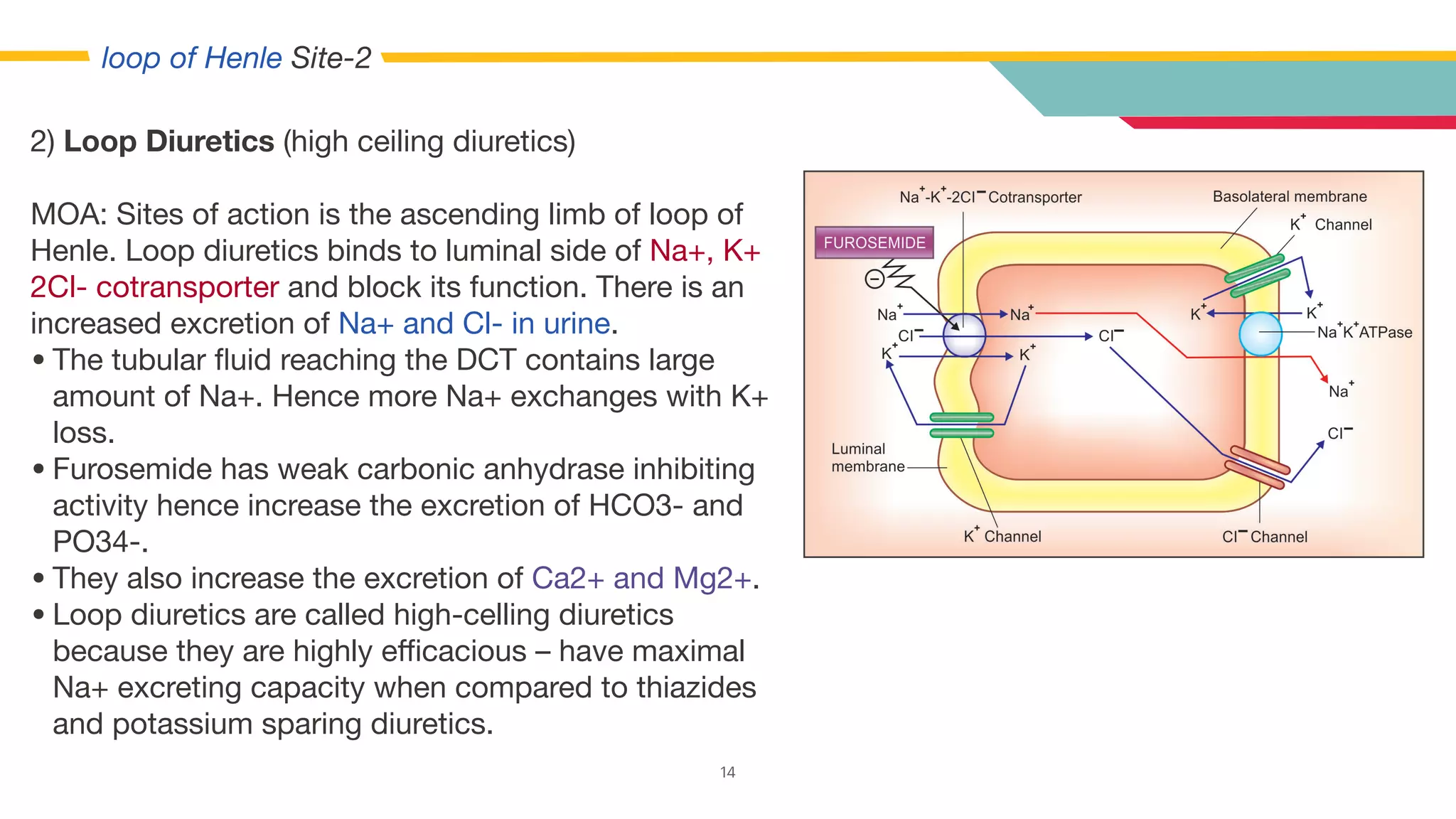 Diuretics | PDF